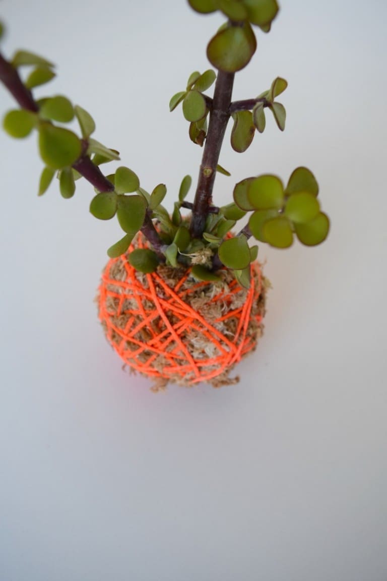 DIY mini moss ball planters | Style Curator